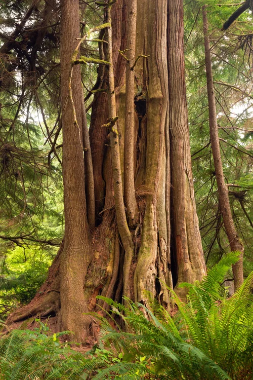 Guide to Oregon’s Ancient Forests, Giant Trees, and Old Growth Hikes ...