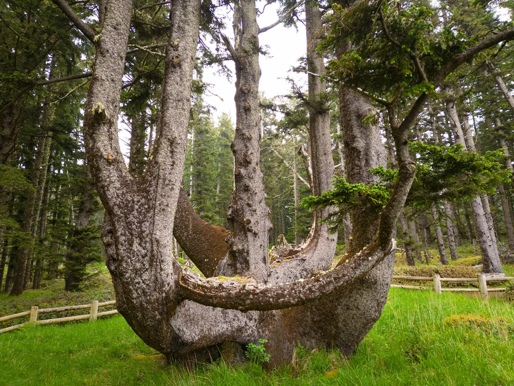 Guide to Oregon’s Ancient Forests, Giant Trees, and Old Growth Hikes ...