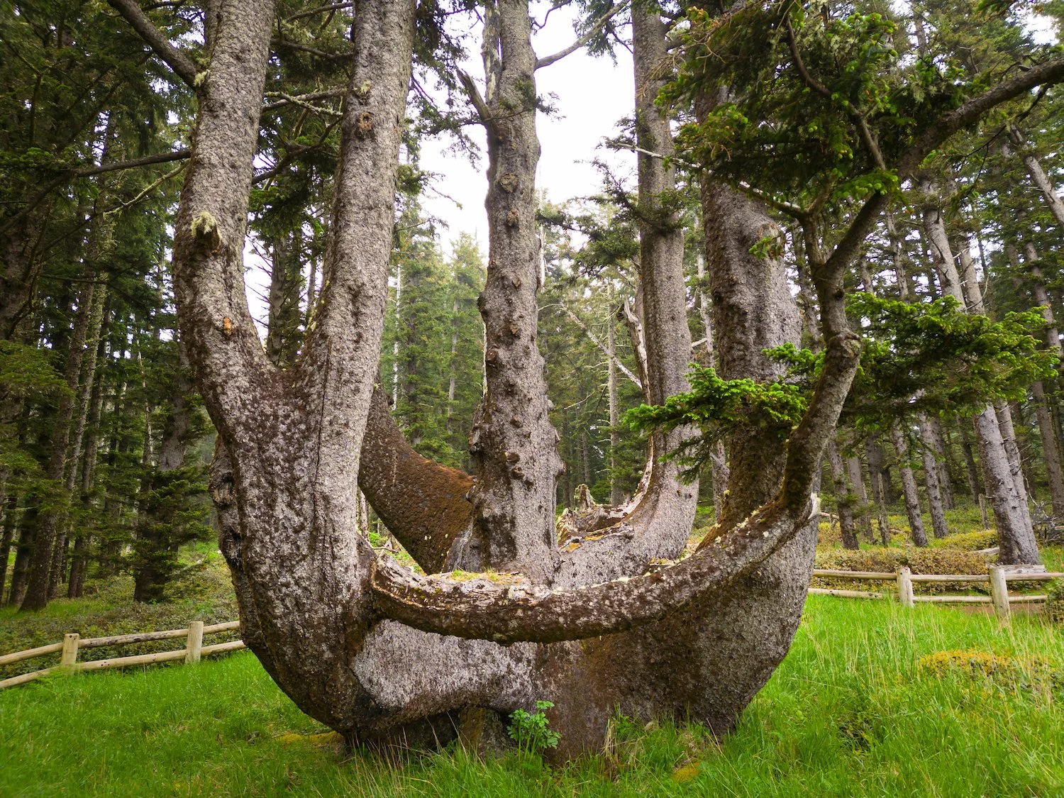 Guide to Oregon’s Ancient Forests, Giant Trees, and Old Growth Hikes ...