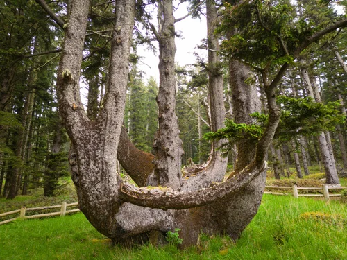 Guide to Oregon’s Ancient Forests, Giant Trees, and Old Growth Hikes ...