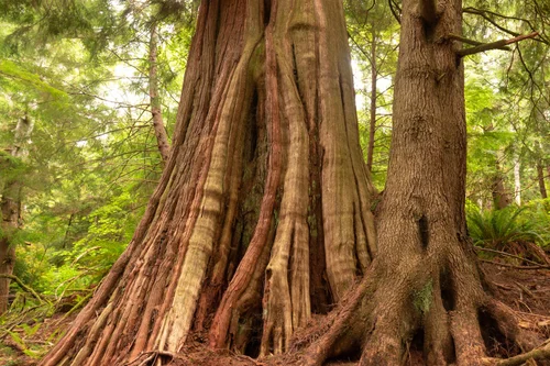 Guide to Oregon’s Ancient Forests, Giant Trees, and Old Growth Hikes ...