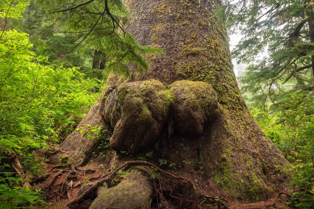 Guide to Oregon’s Ancient Forests, Giant Trees, and Old Growth Hikes ...