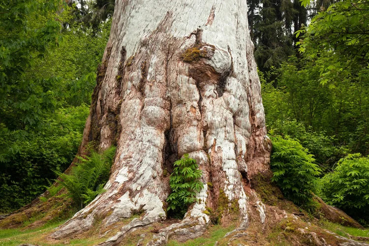 Guide to Oregon’s Ancient Forests, Giant Trees, and Old Growth Hikes ...