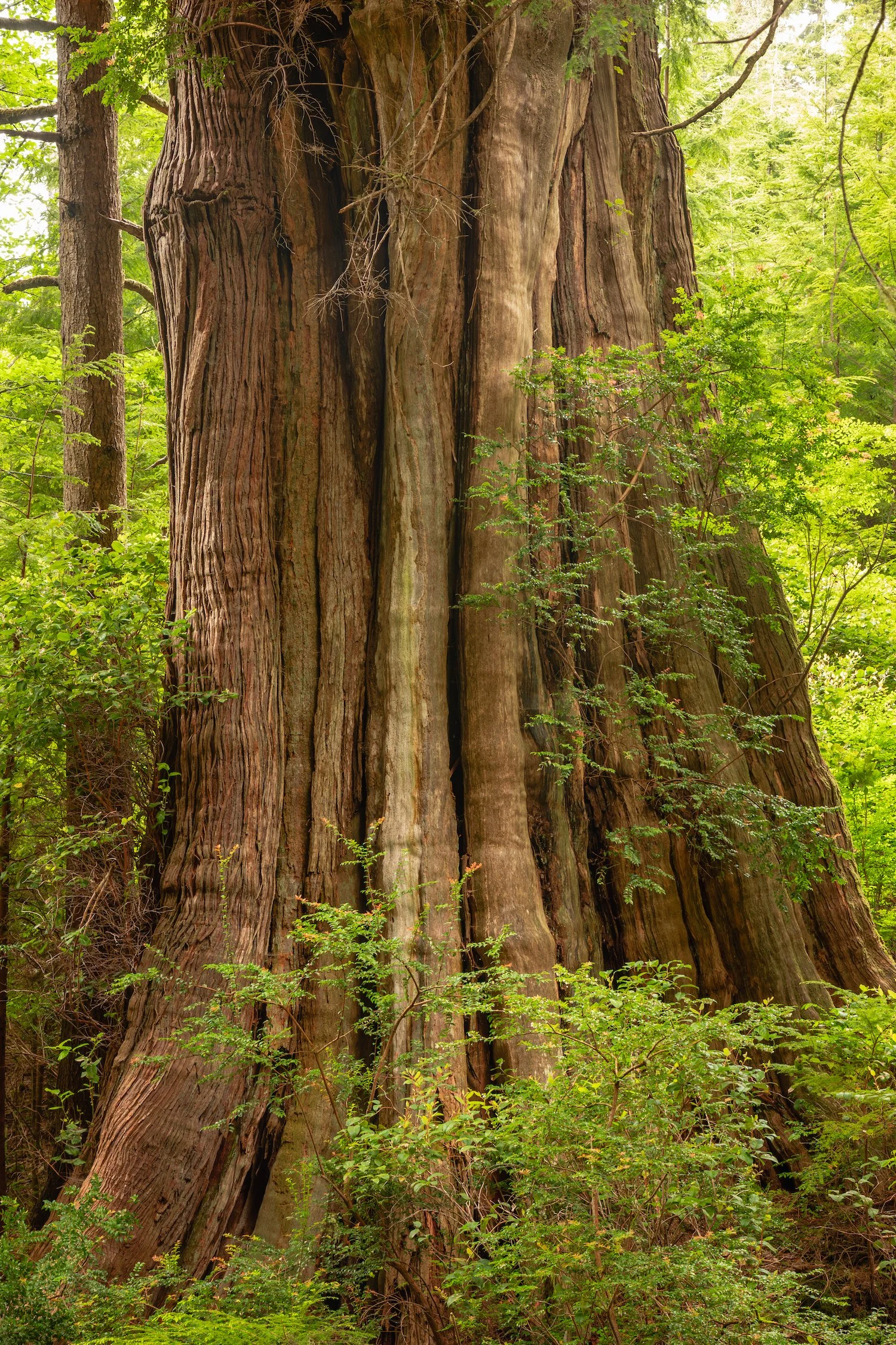 Guide to Oregon’s Ancient Forests, Giant Trees, and Old Growth Hikes ...