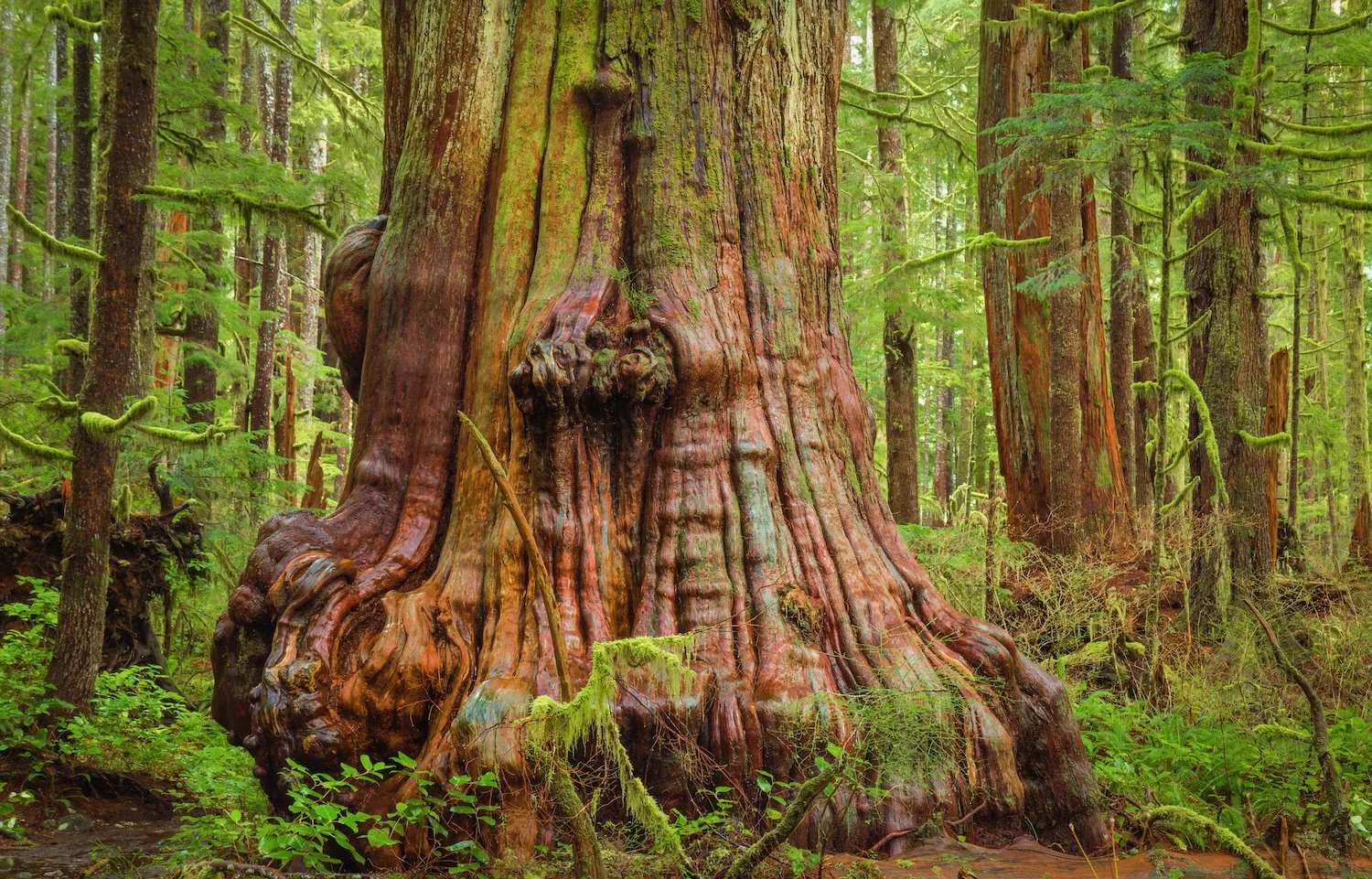 Guide to Vancouver Island's Ancient Forests, Giant Trees, and Old ...