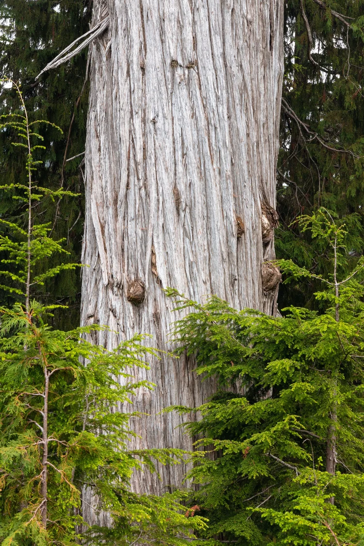 Guide to Vancouver and Lower Mainland BC's Ancient Forests, Giant Trees ...