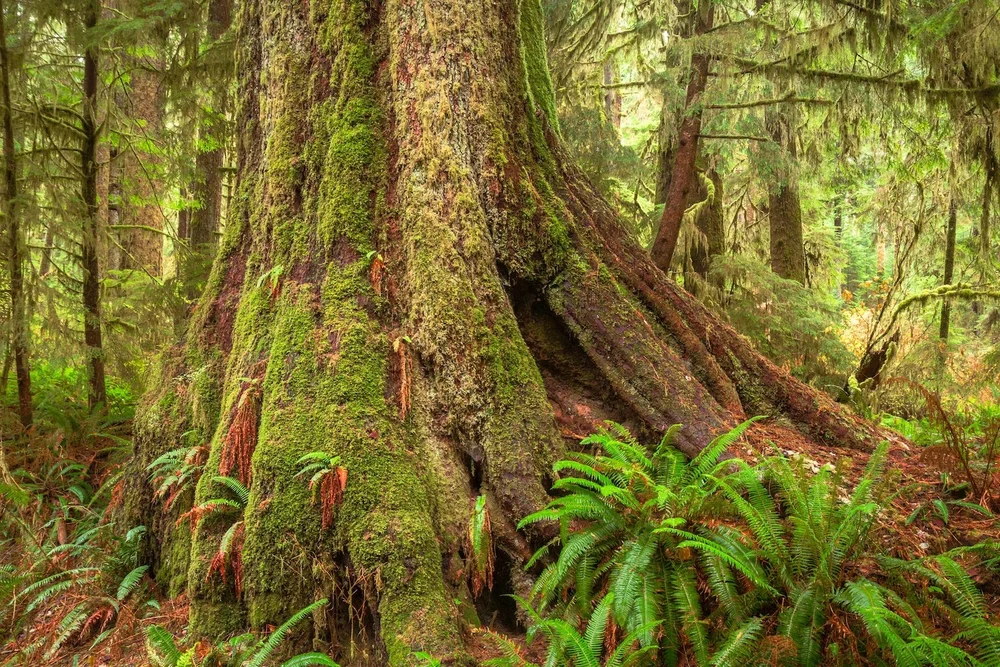 Guide to Vancouver Island's Ancient Forests, Giant Trees, and Old ...