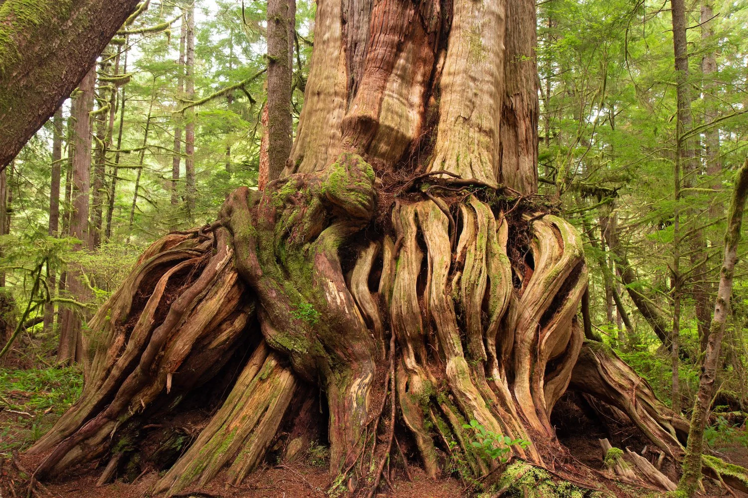 Guide to Vancouver Island's Ancient Forests, Giant Trees, and Old ...