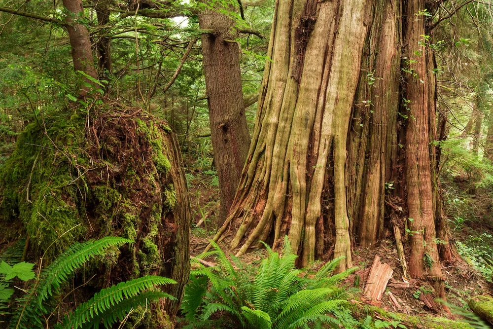 Guide to Oregon’s Ancient Forests, Giant Trees, and Old Growth Hikes ...
