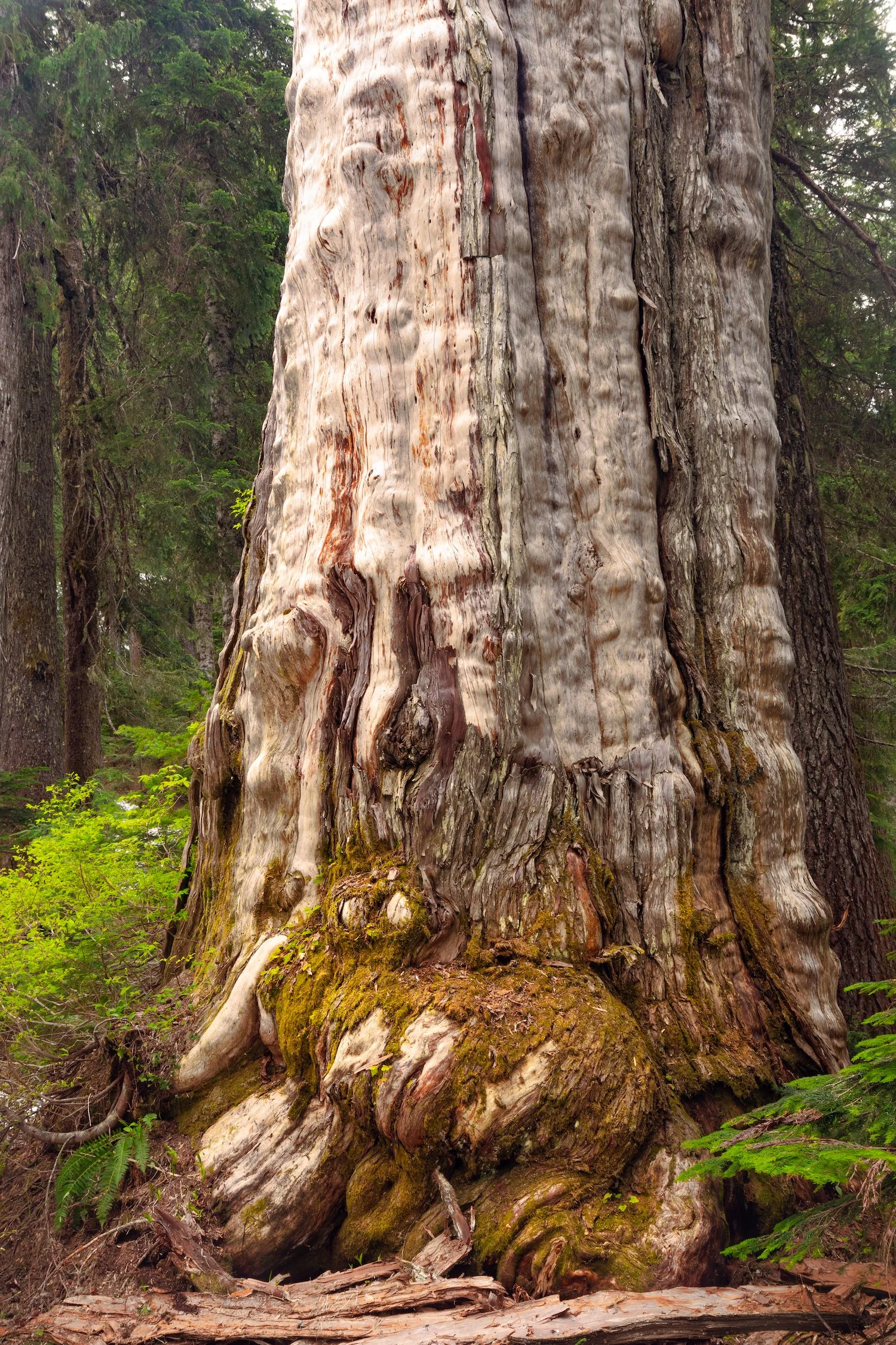 Guide to Vancouver and Lower Mainland BC's Ancient Forests, Giant Trees ...