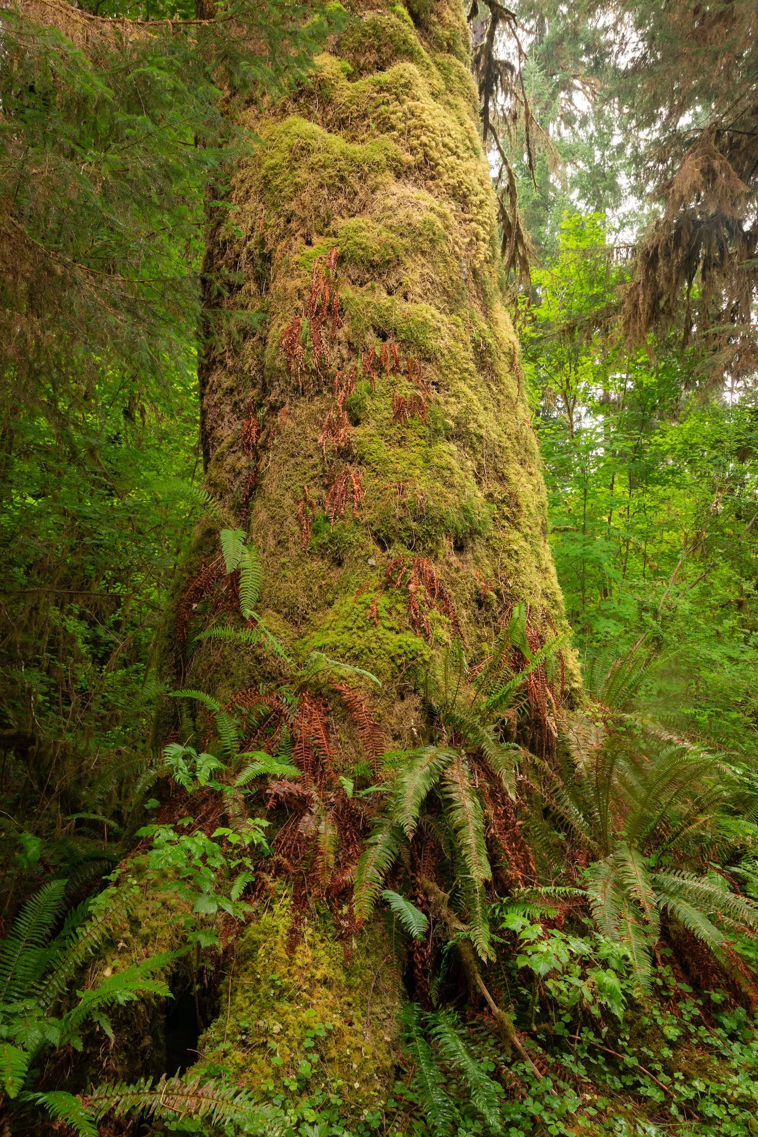Guide to Olympic National Park's Ancient Forests, Giant Trees, and Old ...