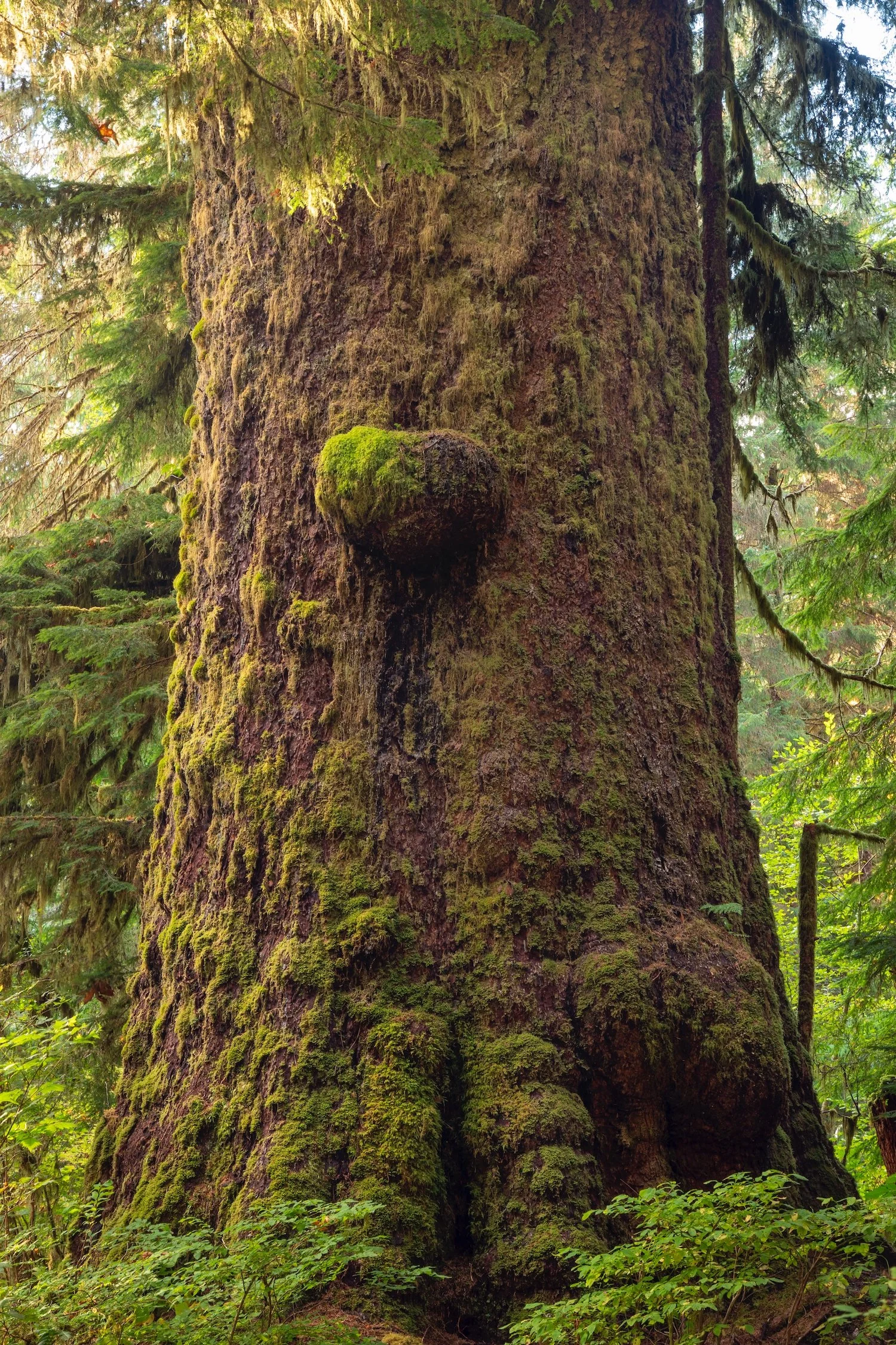 Guide to Vancouver Island's Ancient Forests, Giant Trees, and Old ...