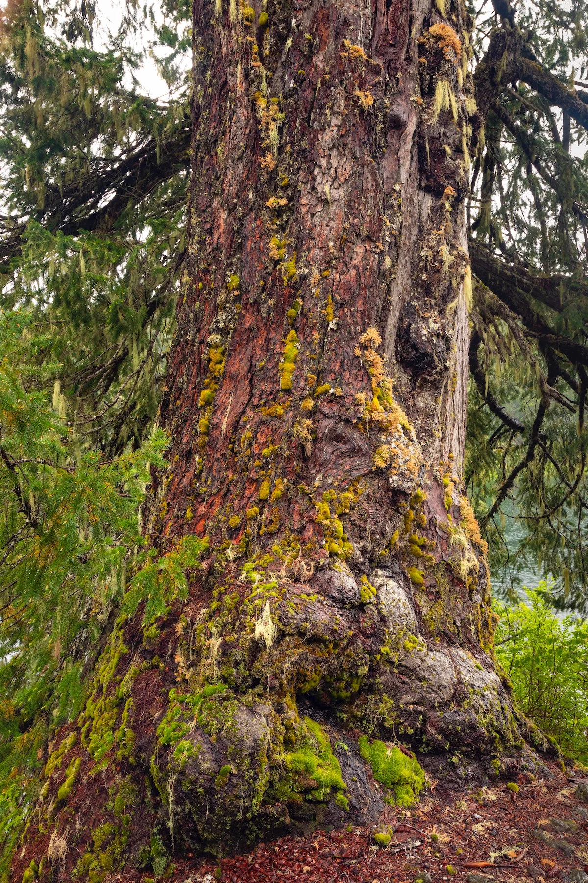Guide to Oregon’s Ancient Forests, Giant Trees, and Old Growth Hikes ...