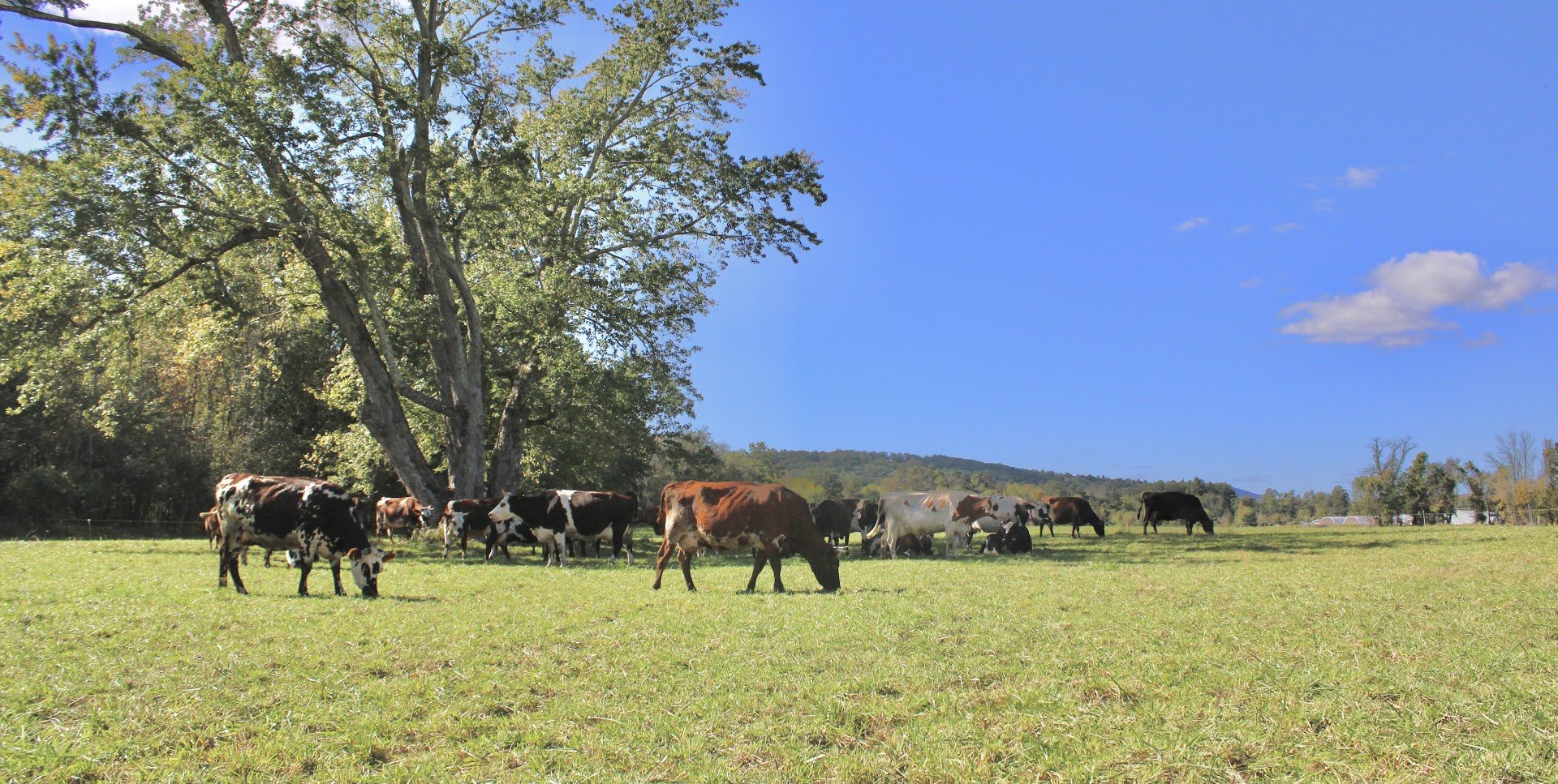 Events | Brookford Farm