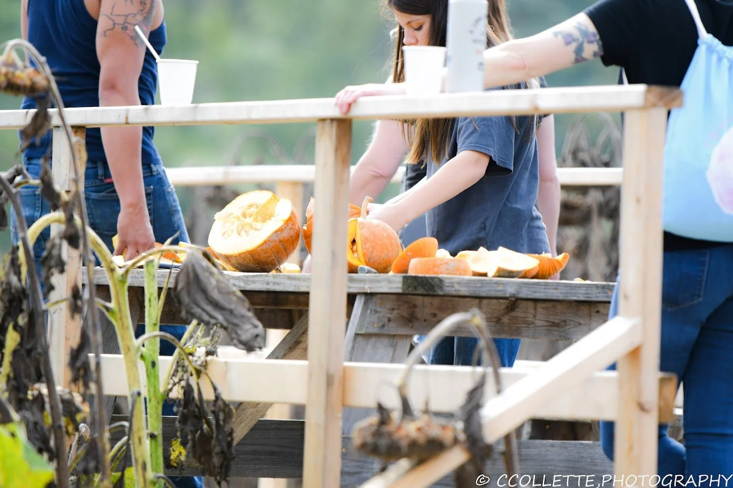 Sunflower Soiree | Brookford Farm