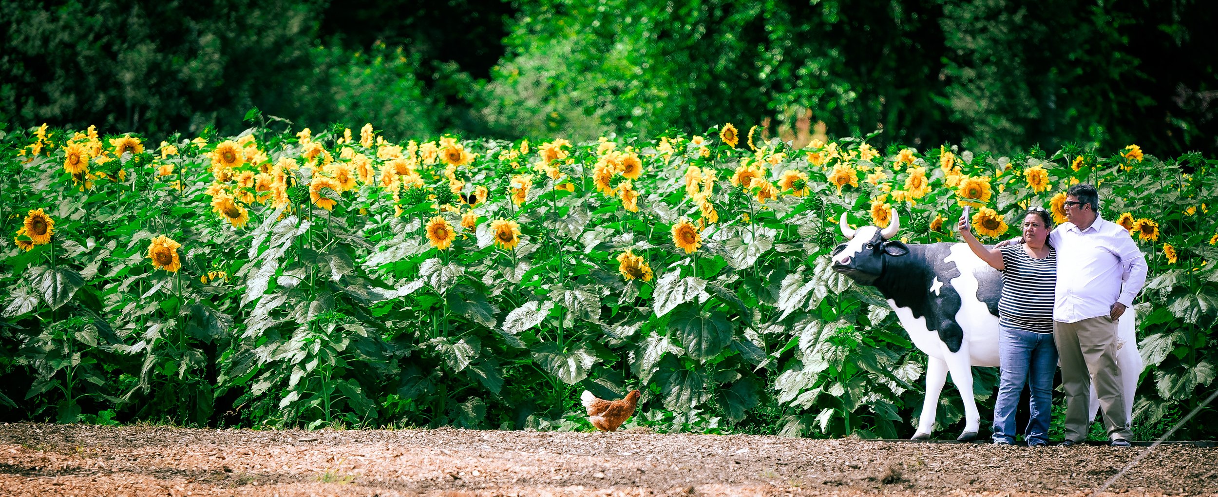 Farm Events | Brookford Farm
