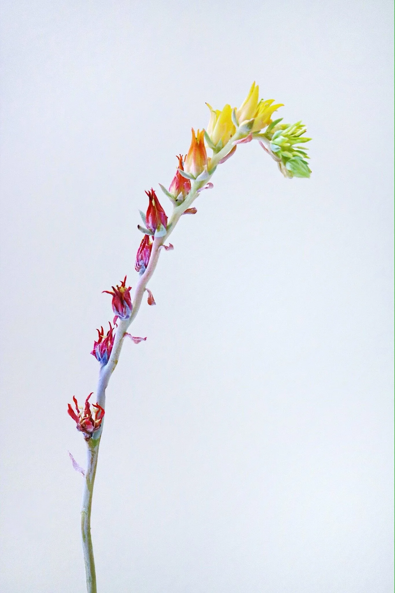 Renee Felicity Reyes Breaks Barriers in the Beauty Pageant World — The ...