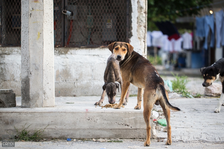 Street Dogs - Cancun, Mexico — Tracey Buyce