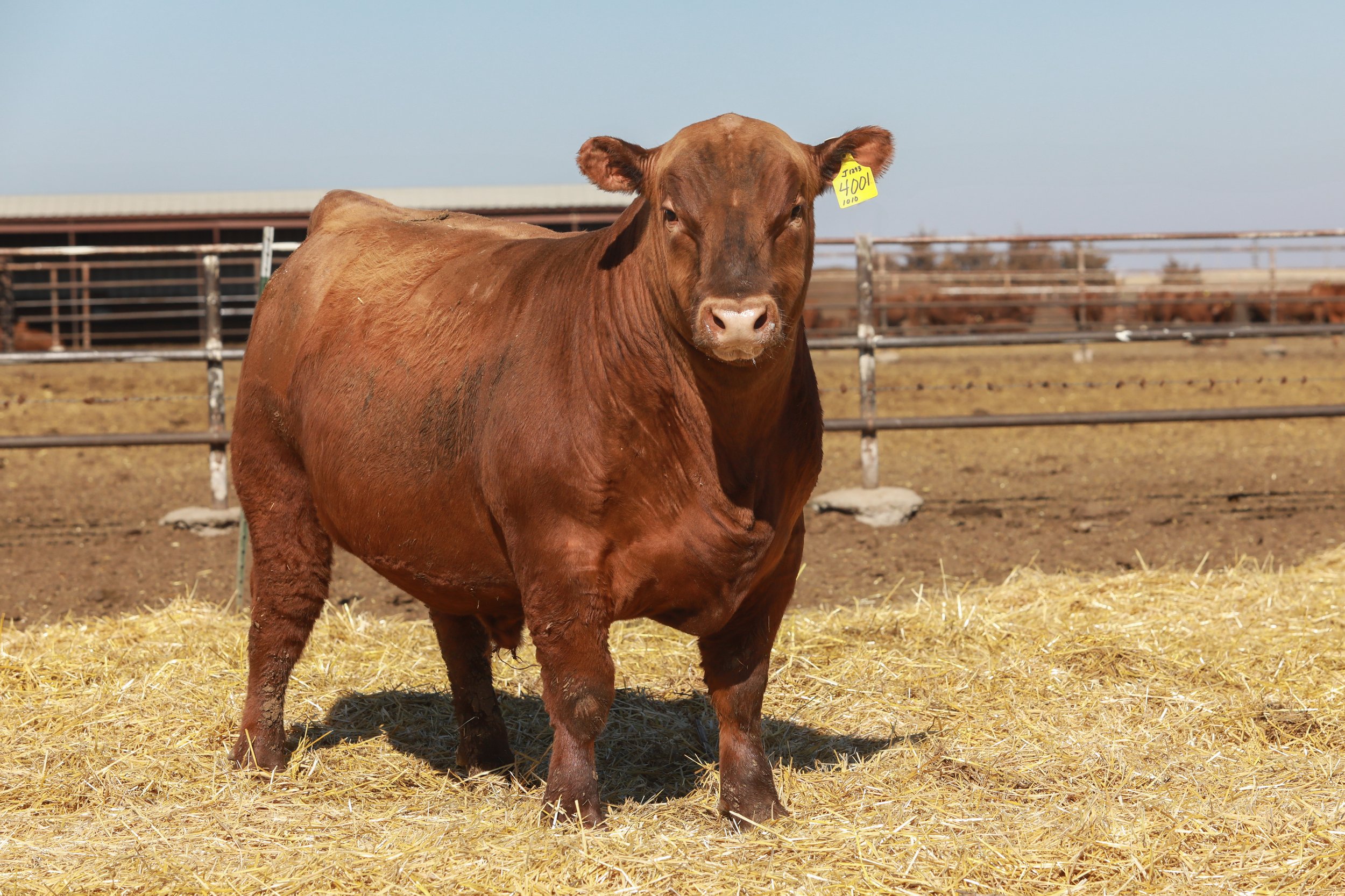 Wedel Red Angus