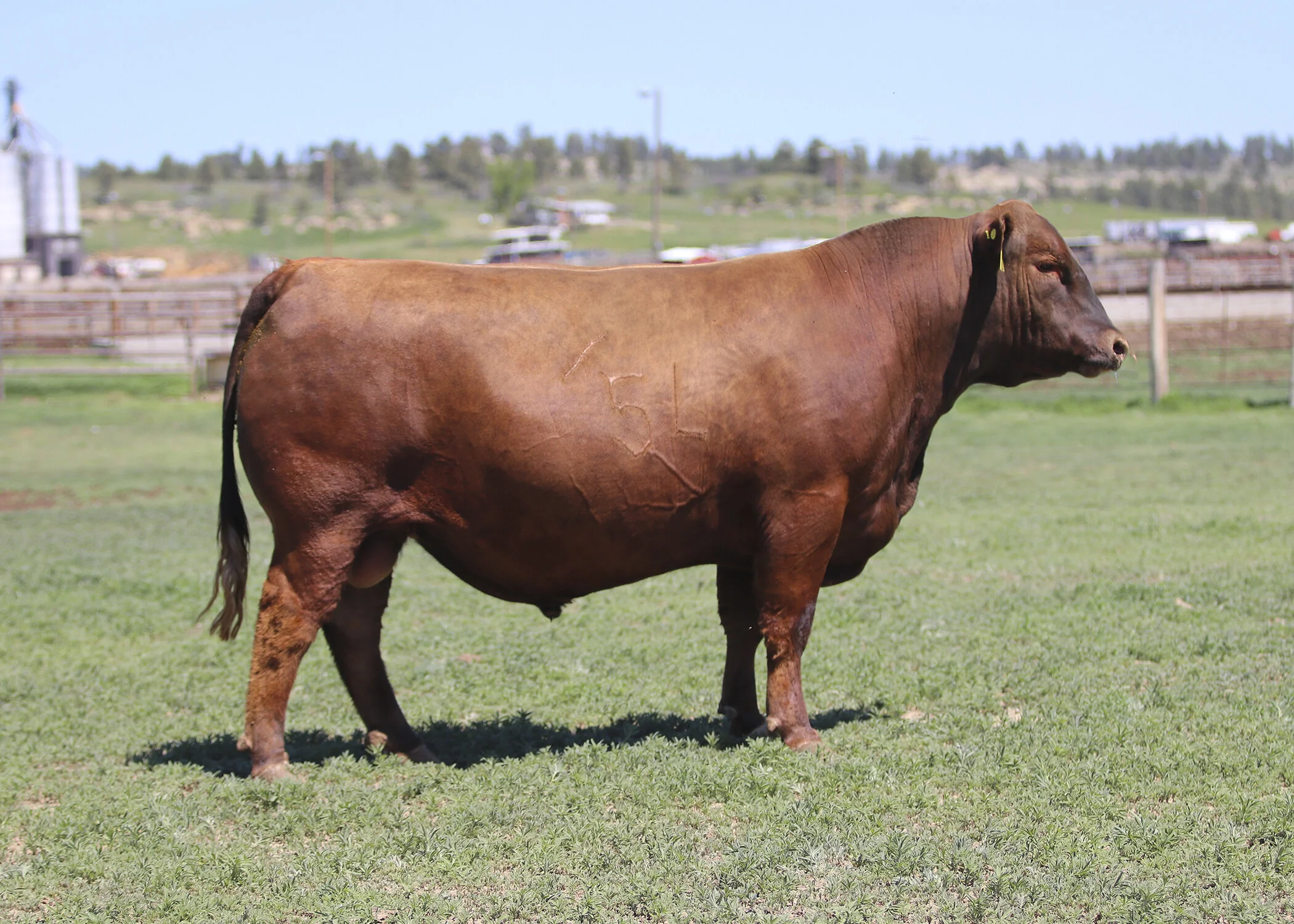 5L Genuine 1603-195C — Wedel Red Angus
