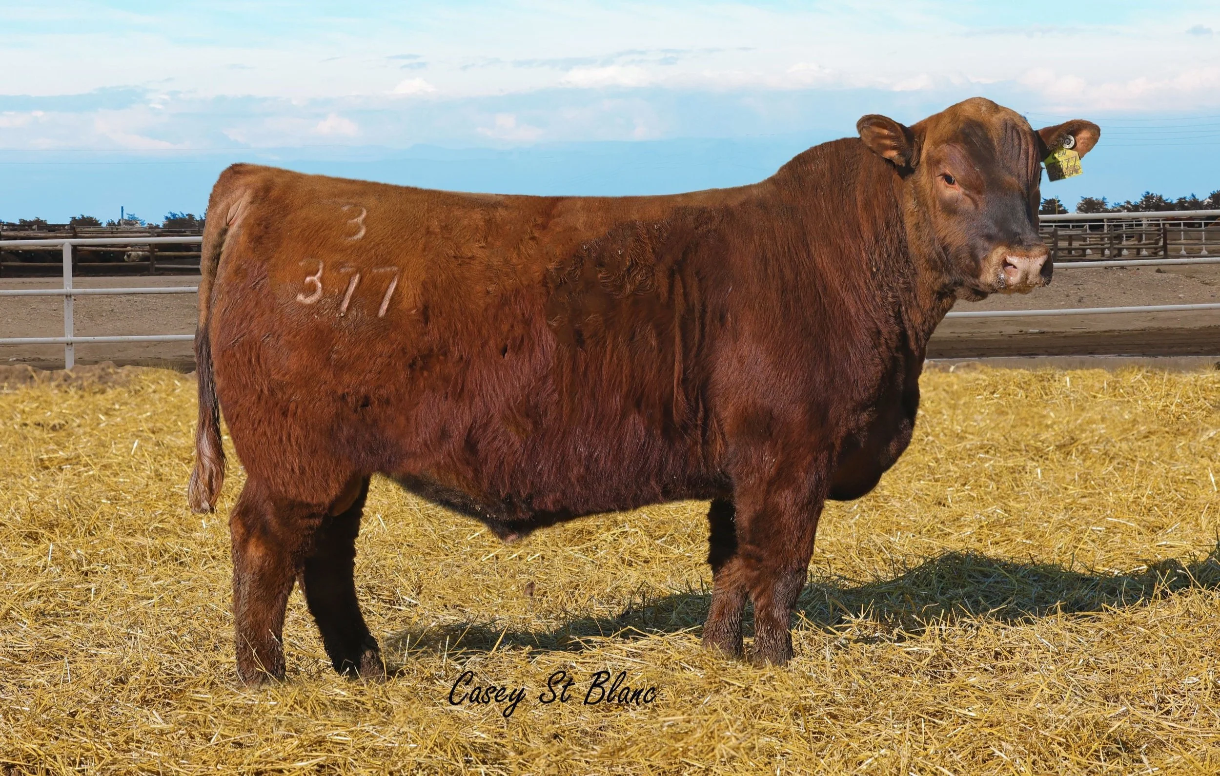 Wedel Red Angus