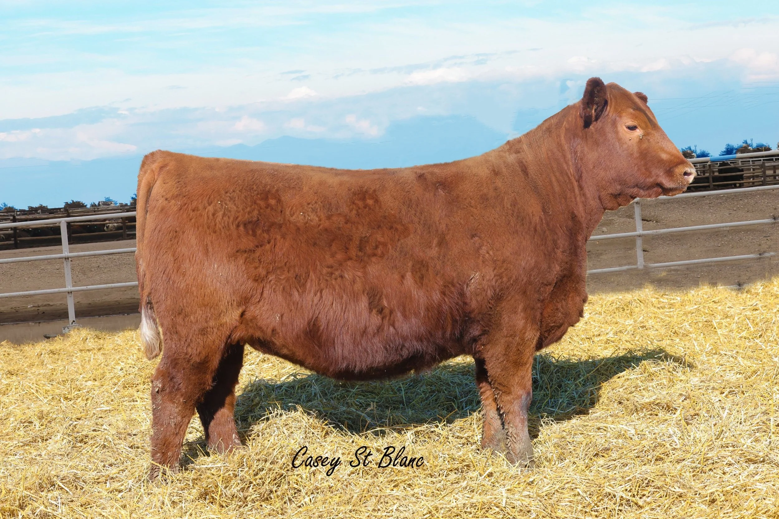 Wedel Red Angus