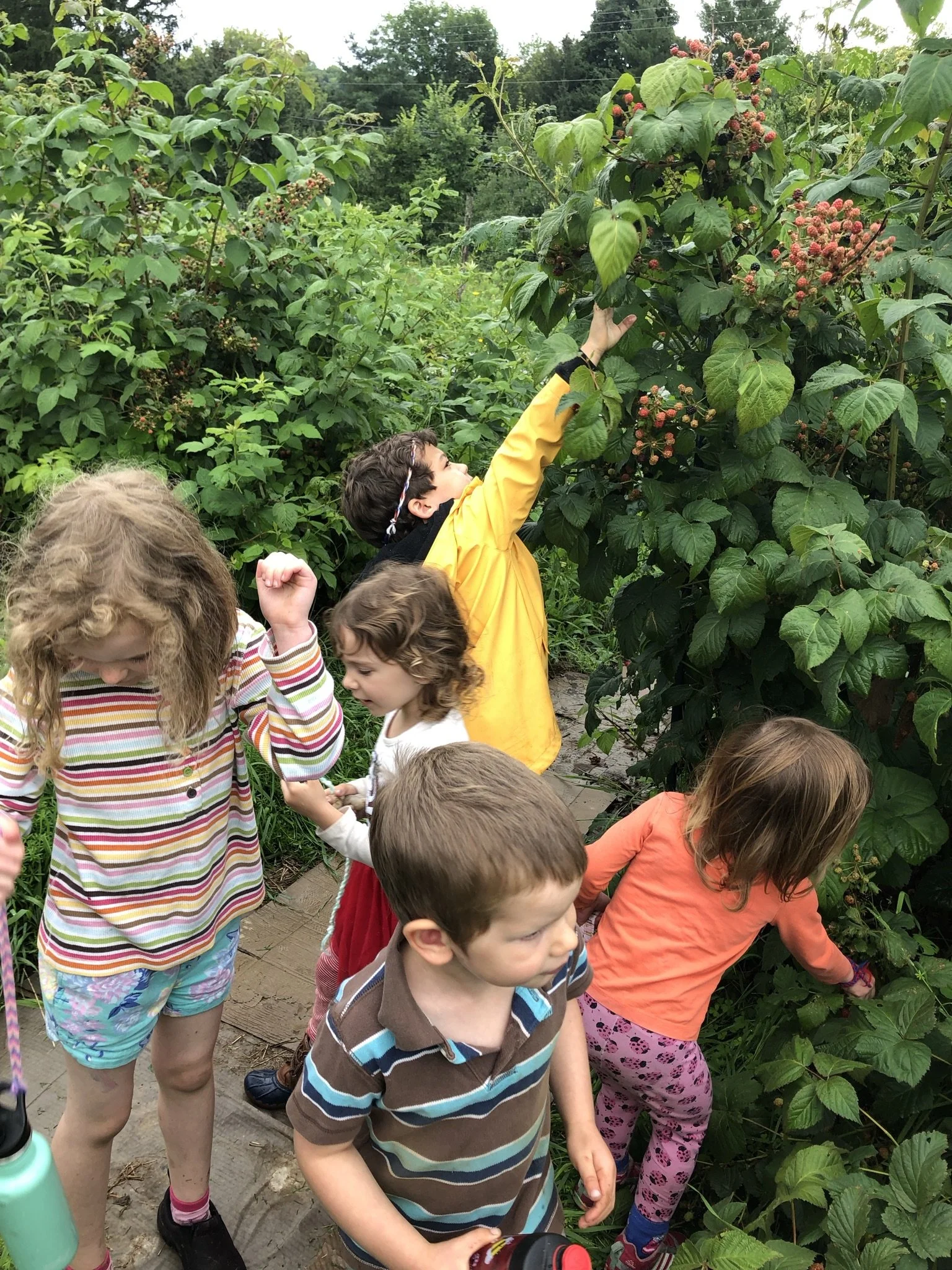 Summer Camps — Orchard Valley Waldorf School