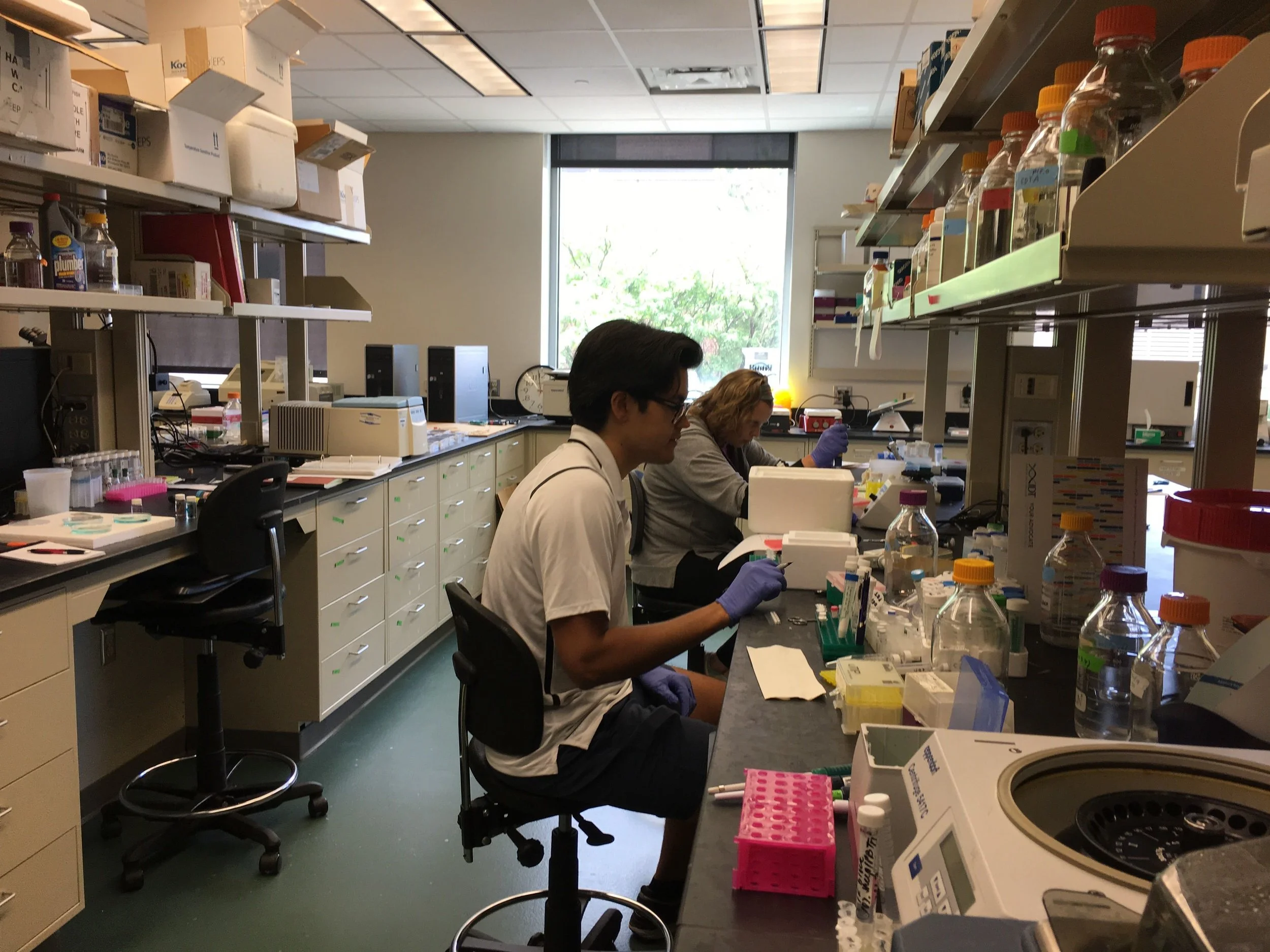 The research projects in Nakamura Lab. The evolutionary developmental ...