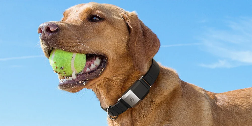 The Fi Smart Collar is a Wearable for Dogs, Industrial Design by Bould ...
