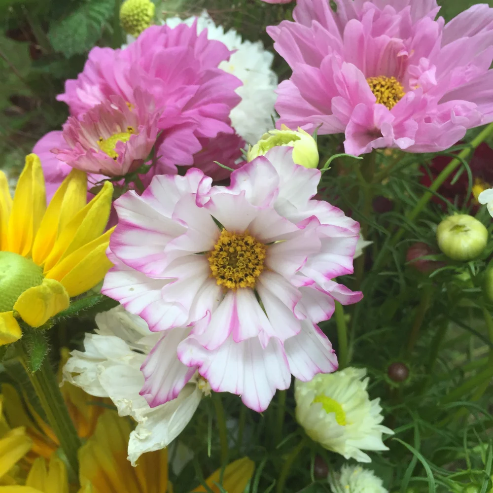 My Top 6 Favorite Summer Flowers — Flourish Flower Farm