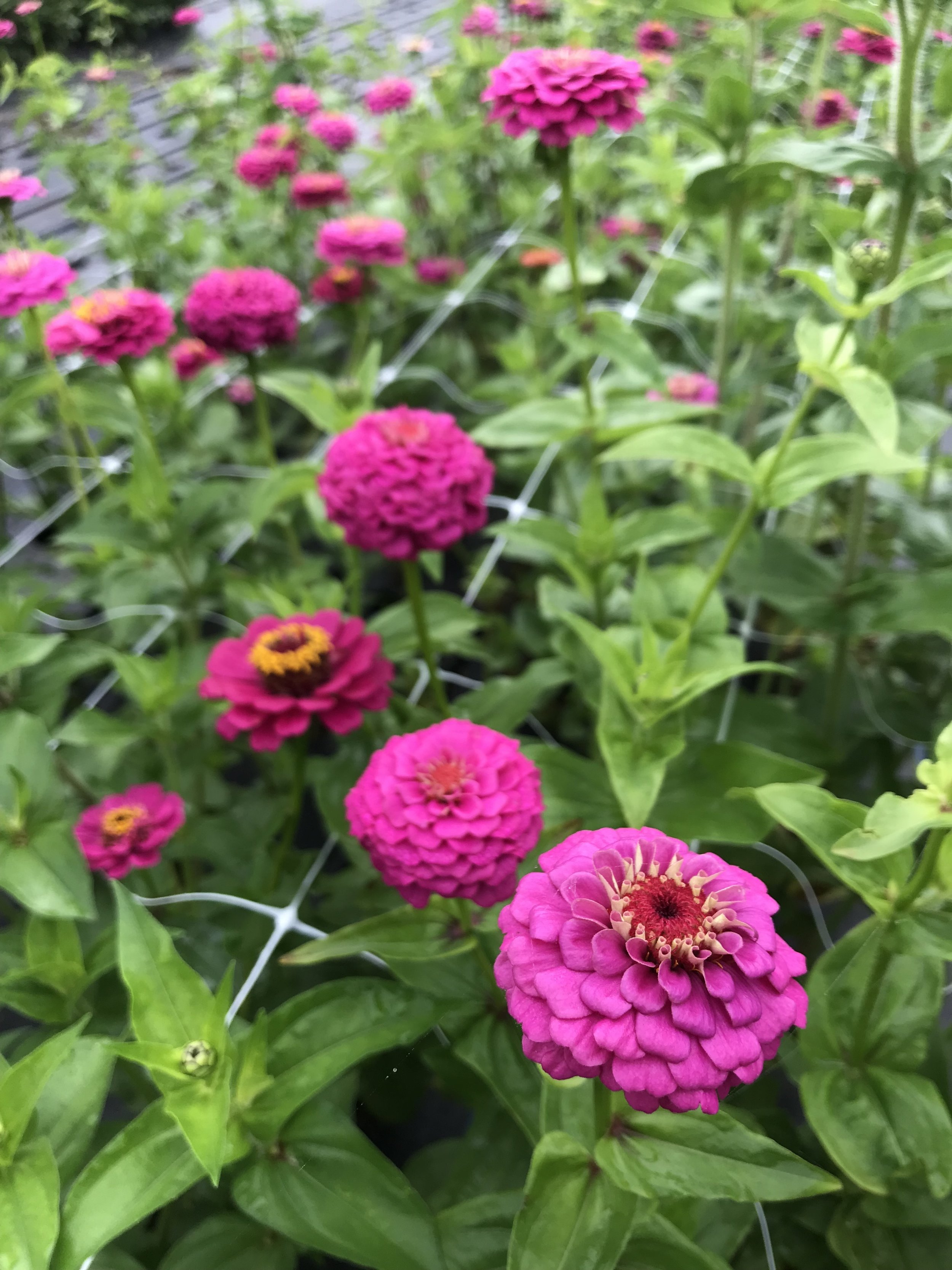My Favorite Zinnia Varieties + A Farm Update — Flourish Flower Farm