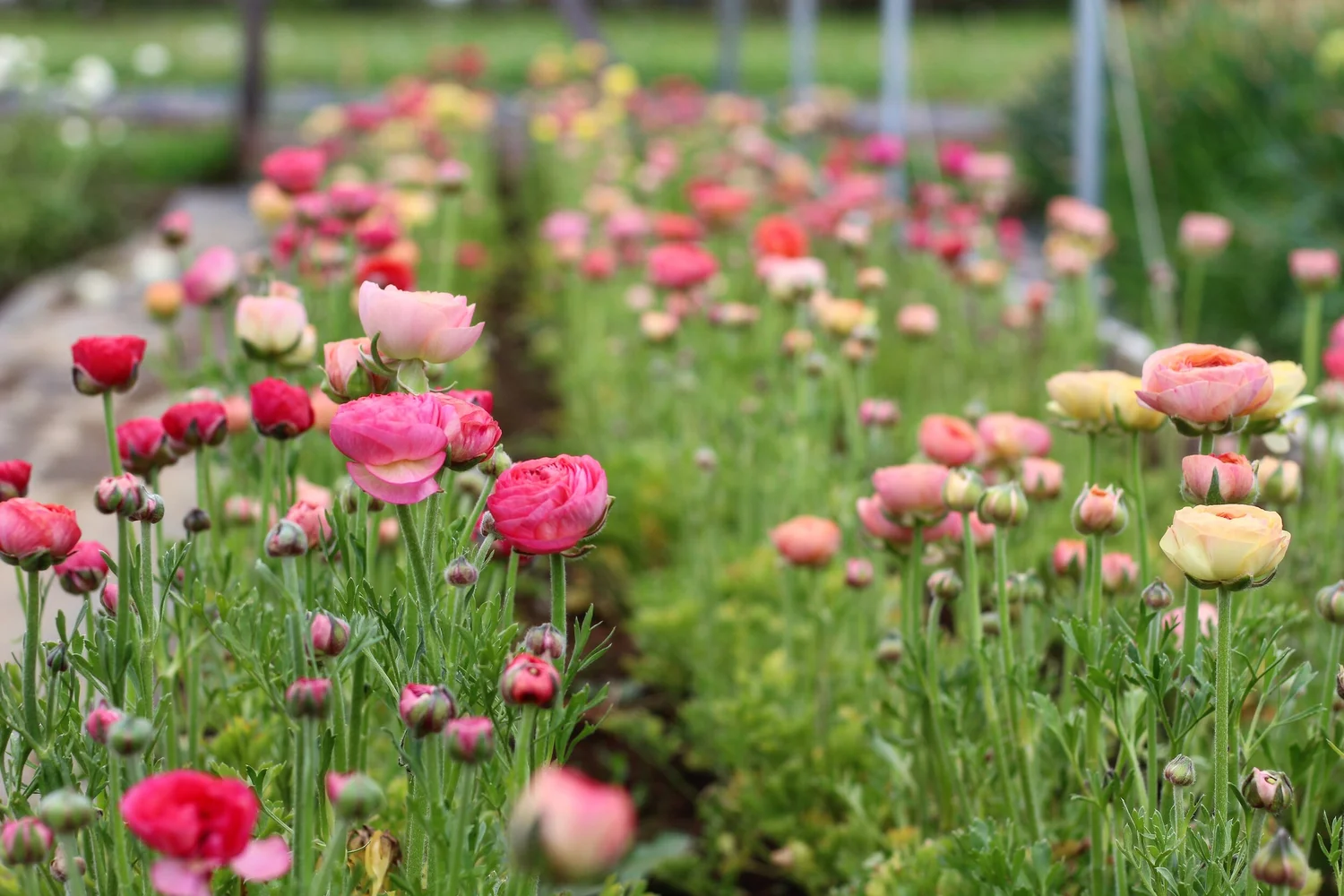 How we plant ranunculus and anemone — Flourish Flower Farm