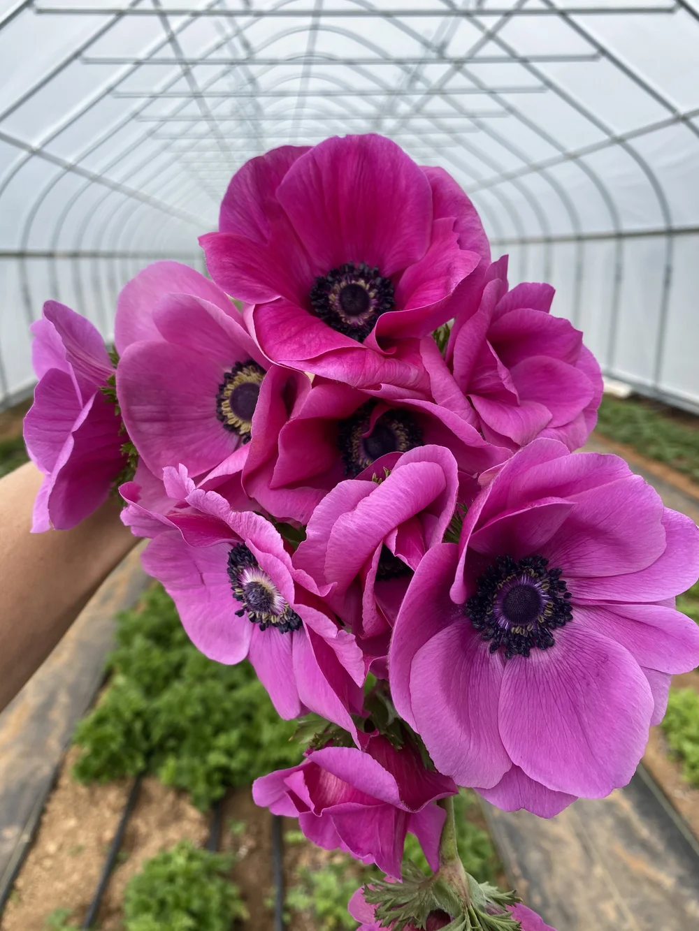 Pink Anemone Plant