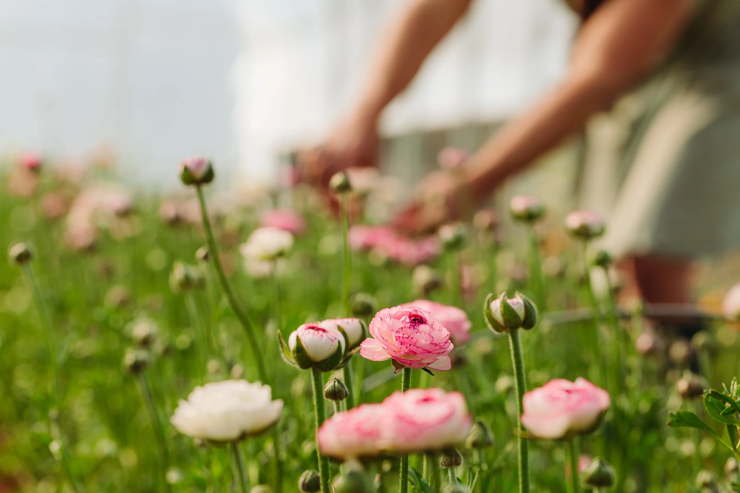 Workshops Flourish Flower Farm