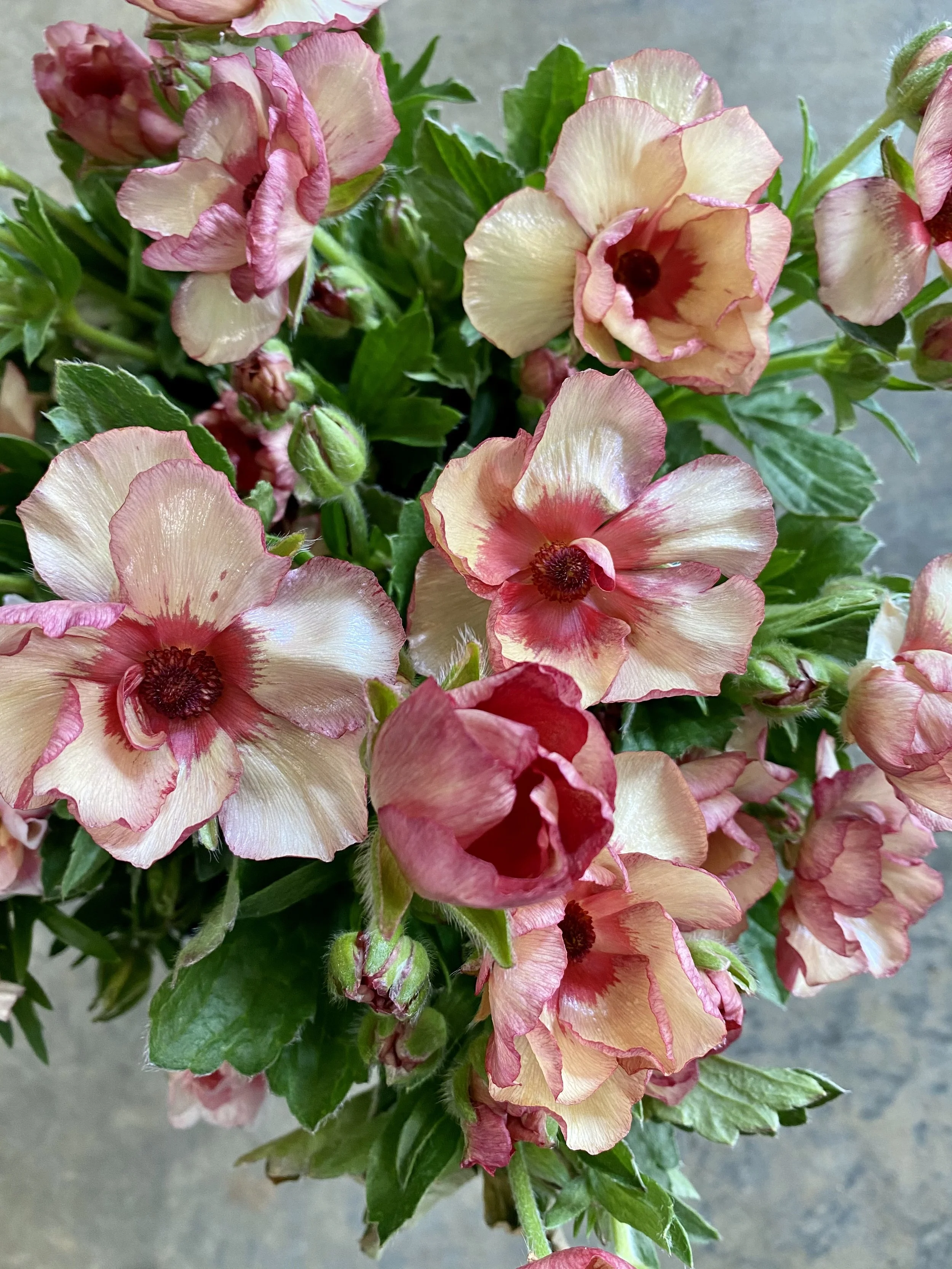 Butterfly Ranunculus, Terracotta — Flourish Flower Farm