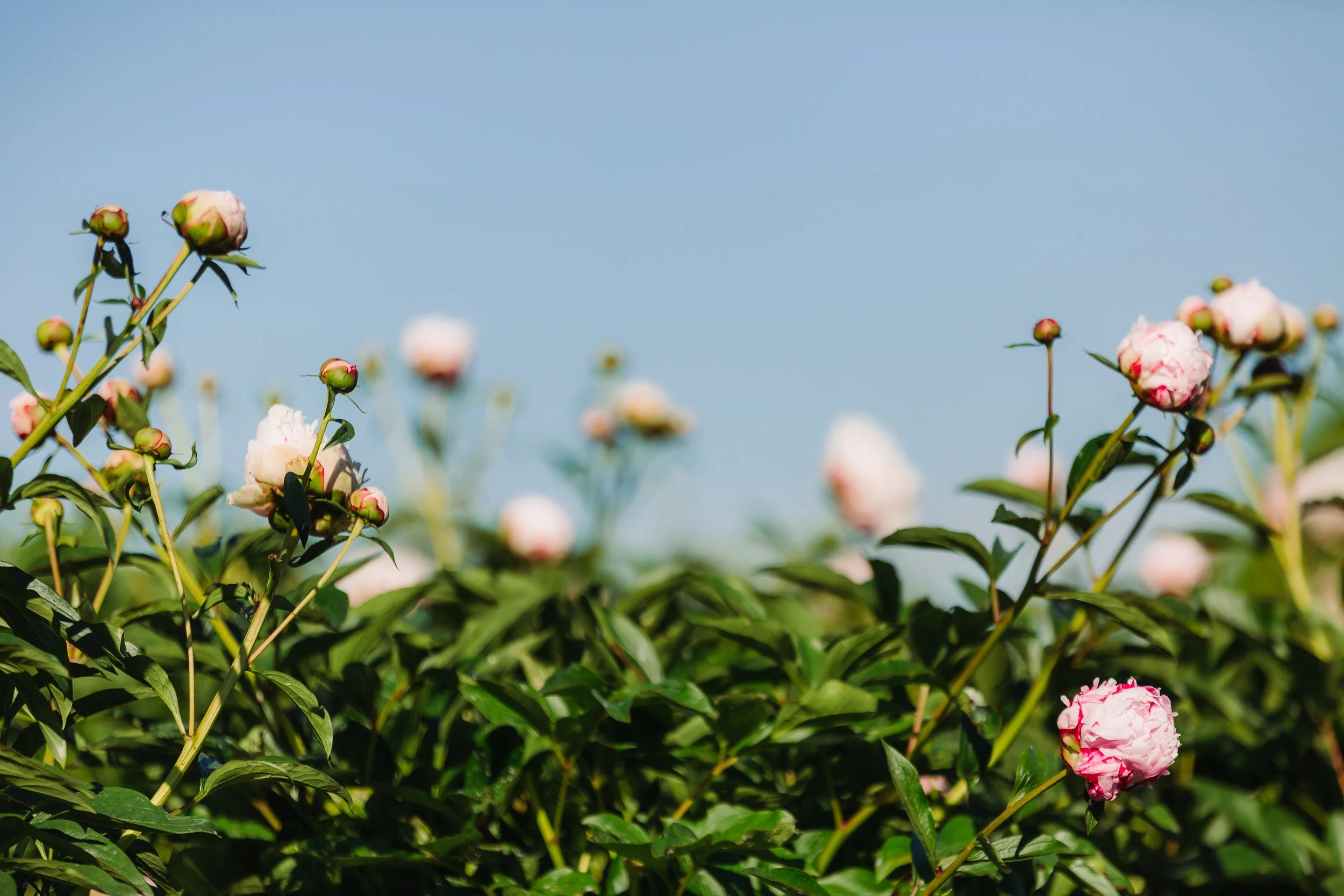 Flower Farming 101 Workshop: May 2-3, 2024 — Flourish Flower Farm