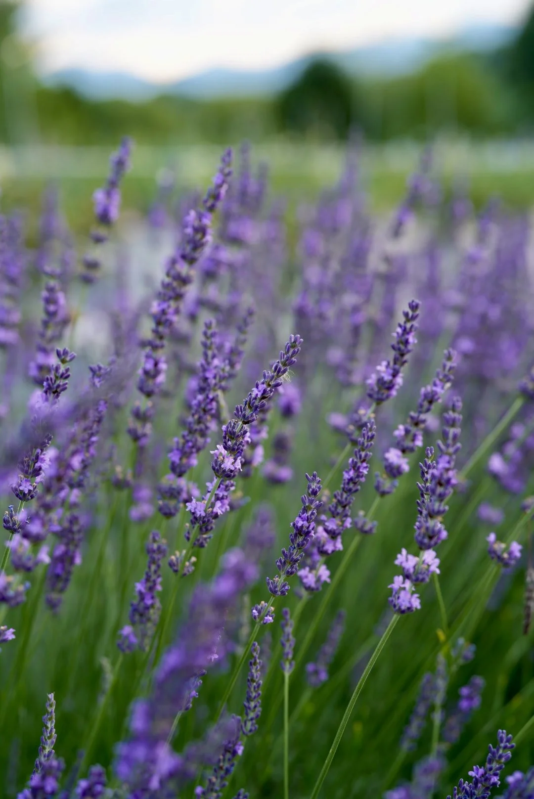 Growing Guide: Lavender — Flourish Flower Farm