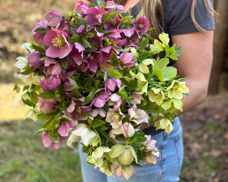 Growing Guide: Hellebores — Flourish Flower Farm