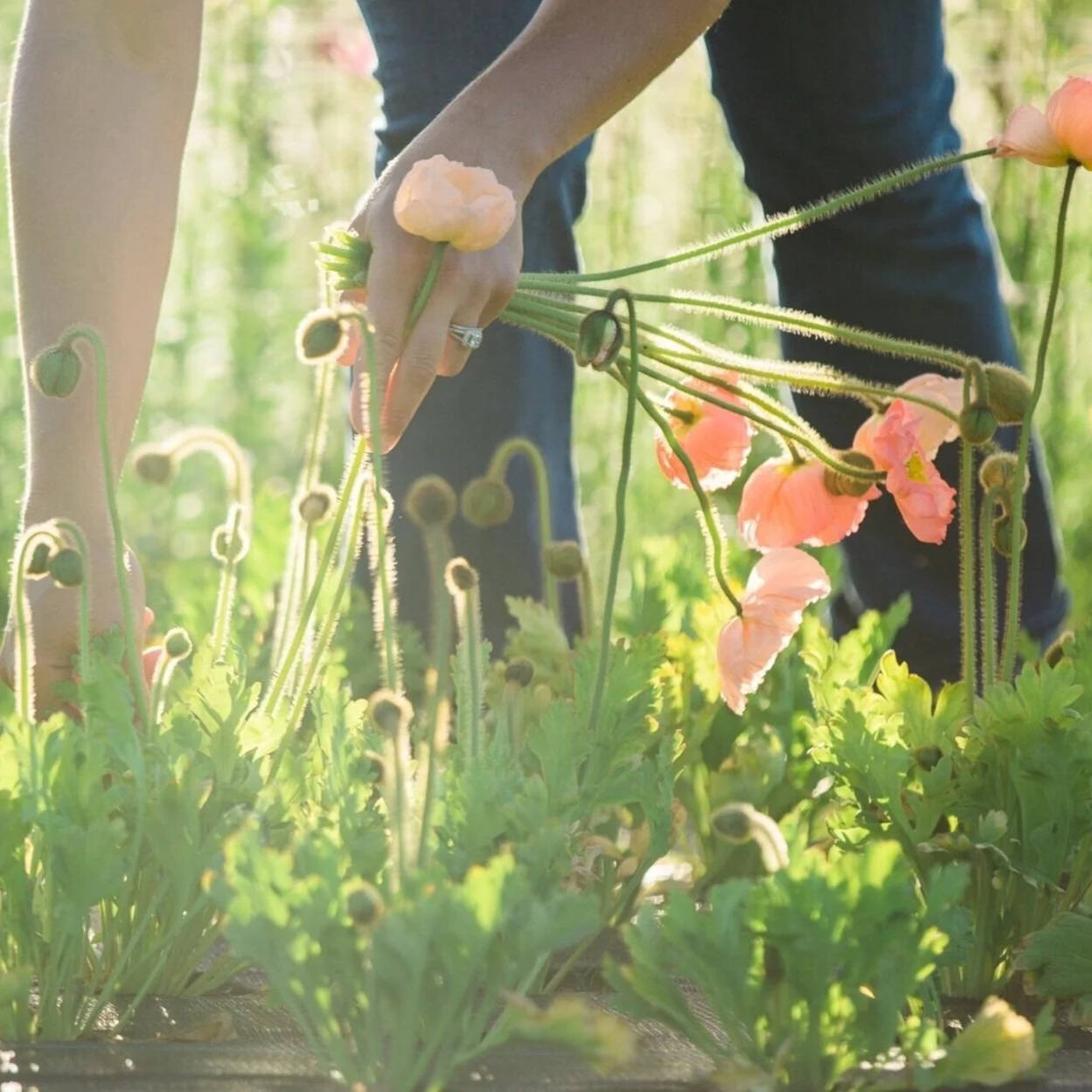 Flourish Flower Farm | Boutique Flower Farm & Floral Design Studio in ...
