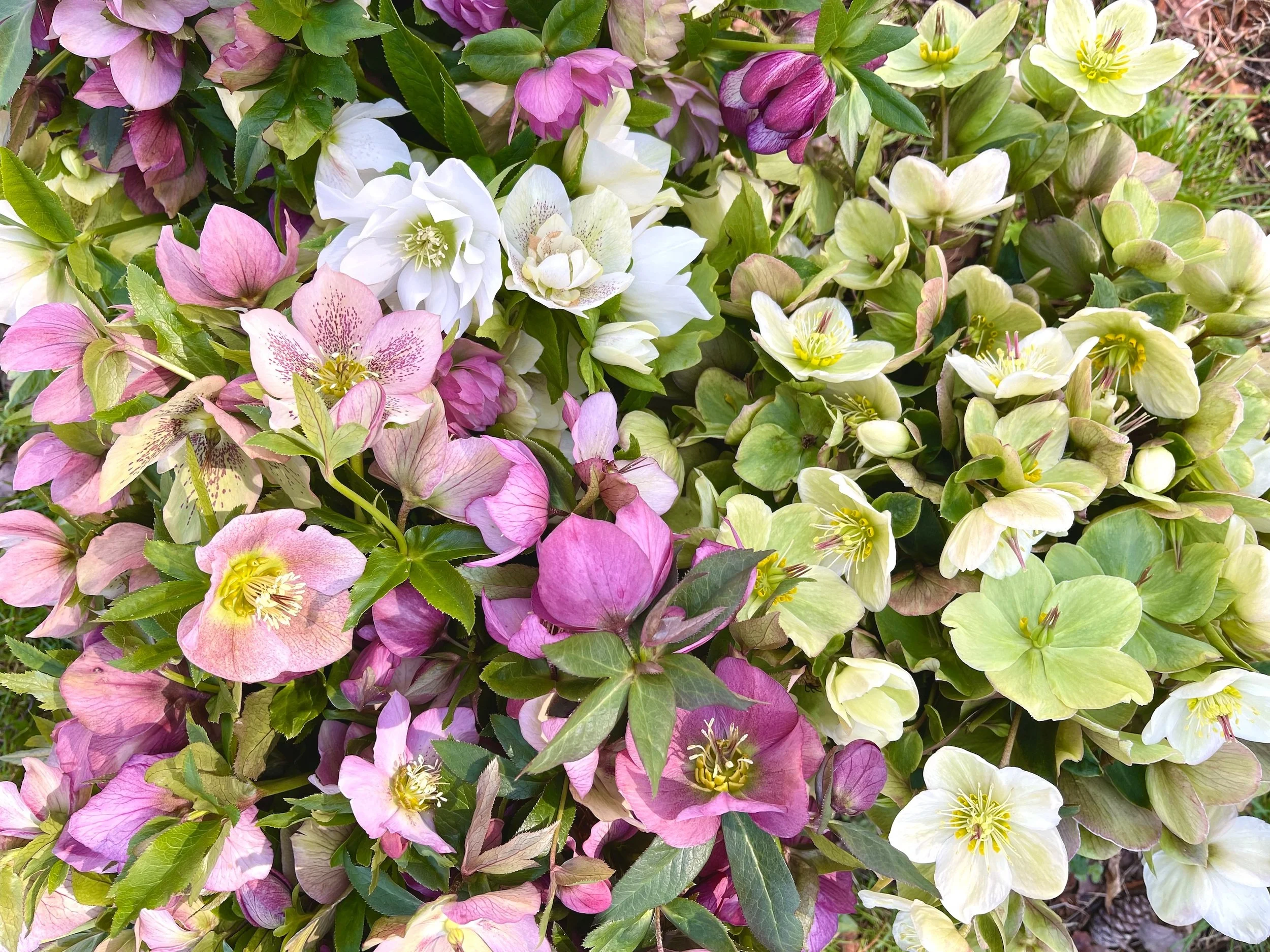 Growing Guide: Hellebores — Flourish Flower Farm