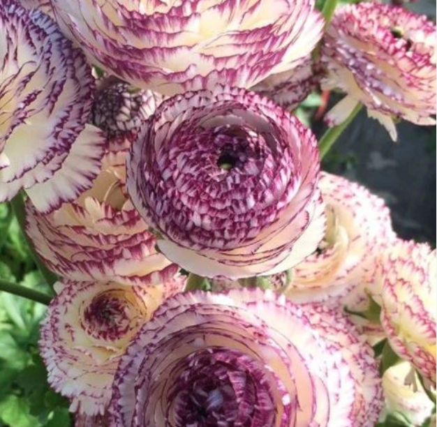 Italian Ranunculus, Elegance Bianco Striato — Flourish Flower Farm