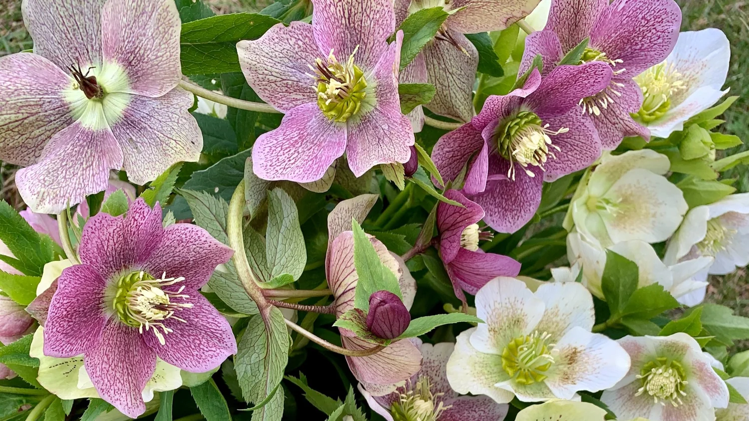 Growing Guide: Hellebores — Flourish Flower Farm