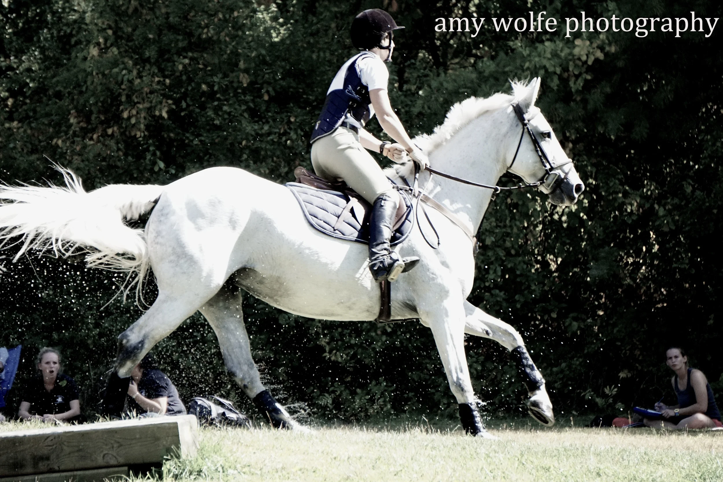 BOOK AN APPOINTMENT — Great Bay Equine
