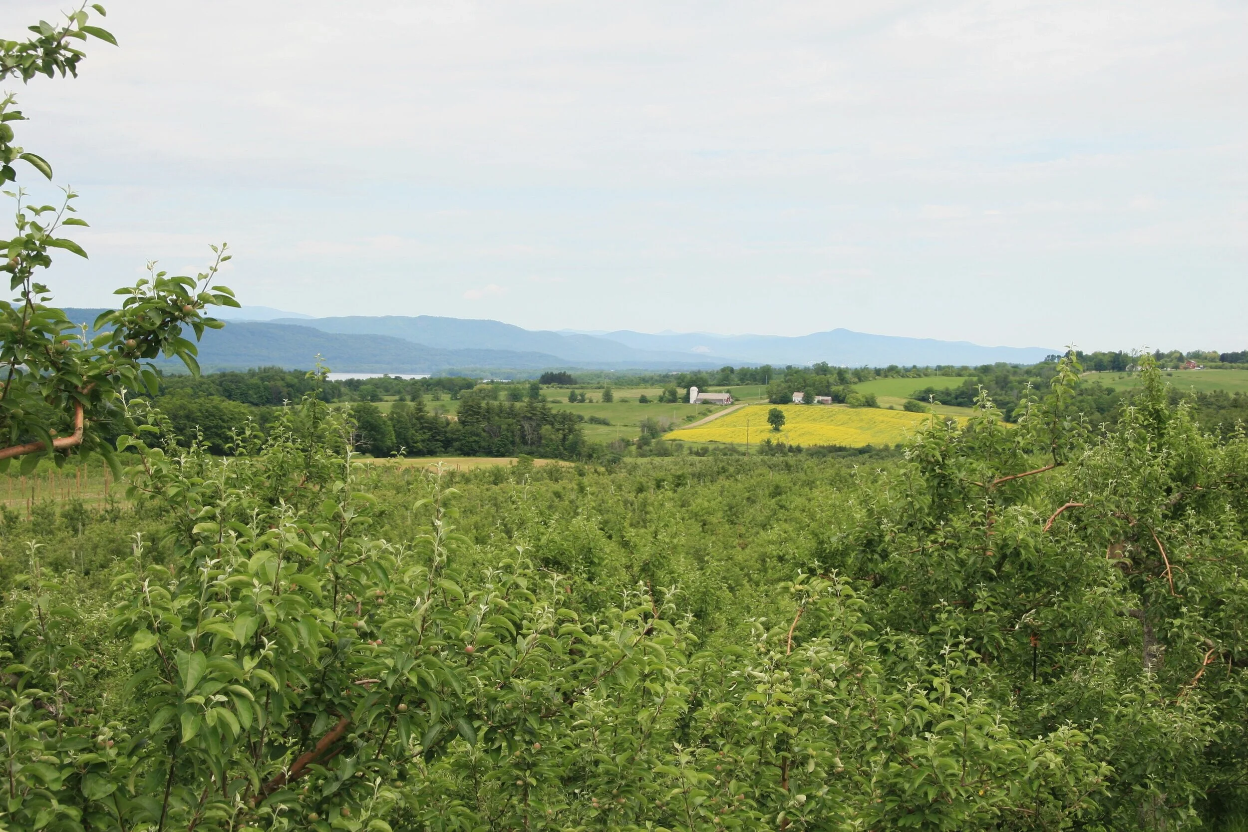 Champlain Orchards