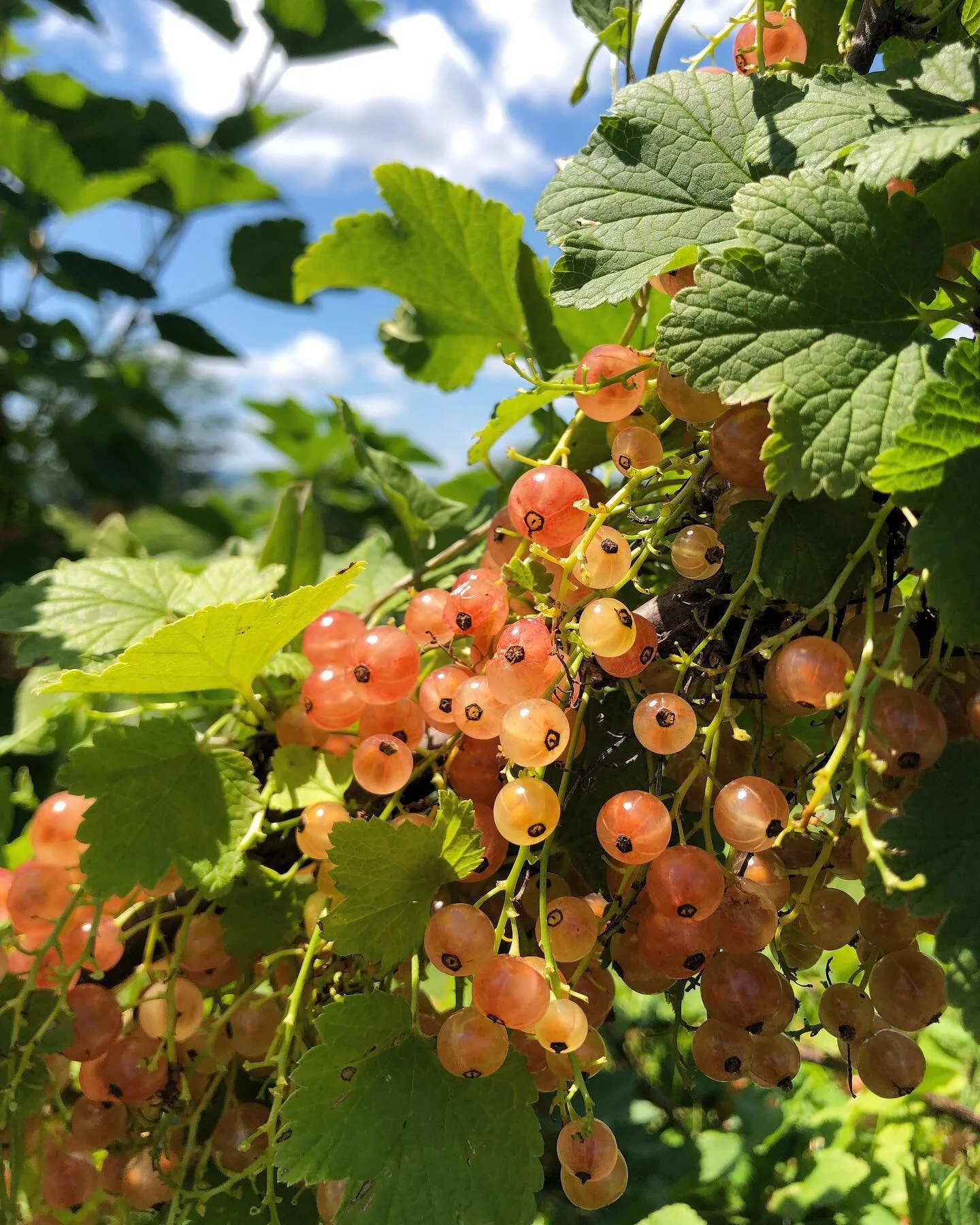 Champlain Orchards