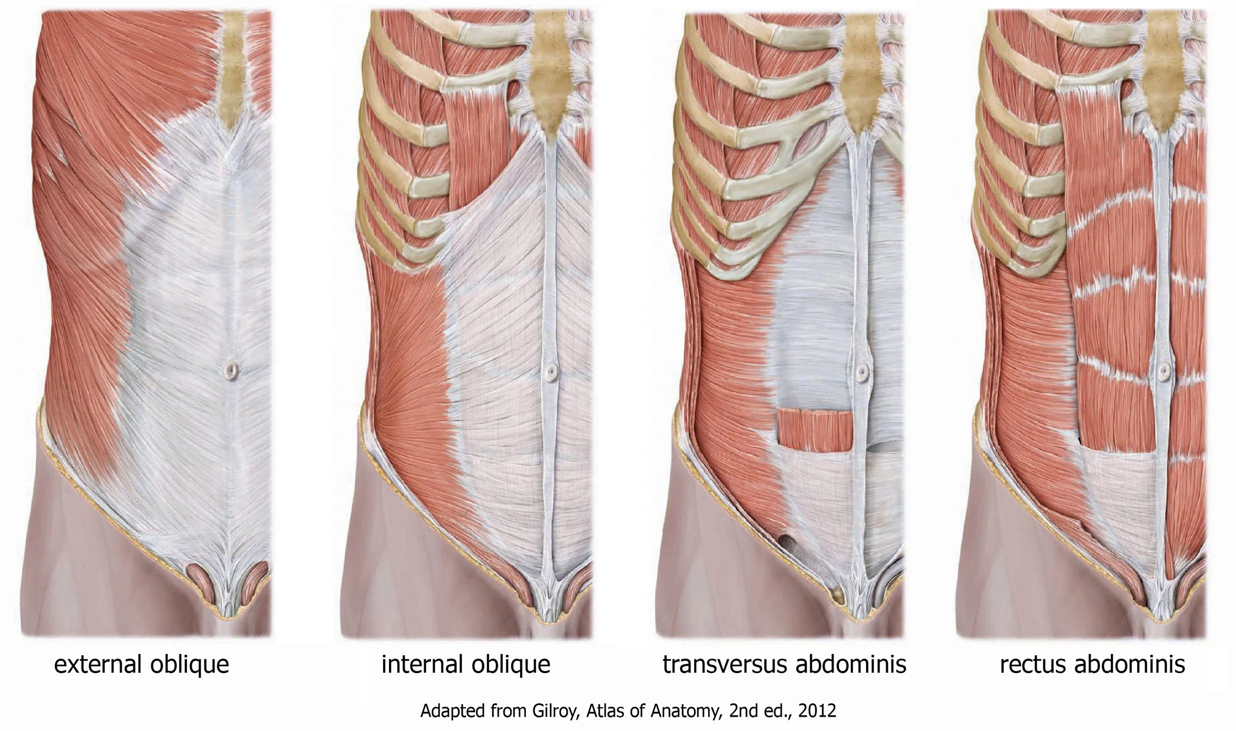 What s A Rib Flare And What Does It Mean Integrate 360 Physical Therapy What s A Rib Flare And What Does It Mean Integrate 360 Physical Therapy