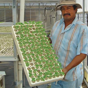 Hortiblock Trays — bpgrower.com