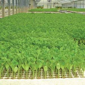 Hortiblock Trays — bpgrower.com