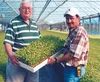 Hortiblock Trays — bpgrower.com