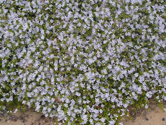 Hemiandra Pungens Green — Lullfitz Nursery